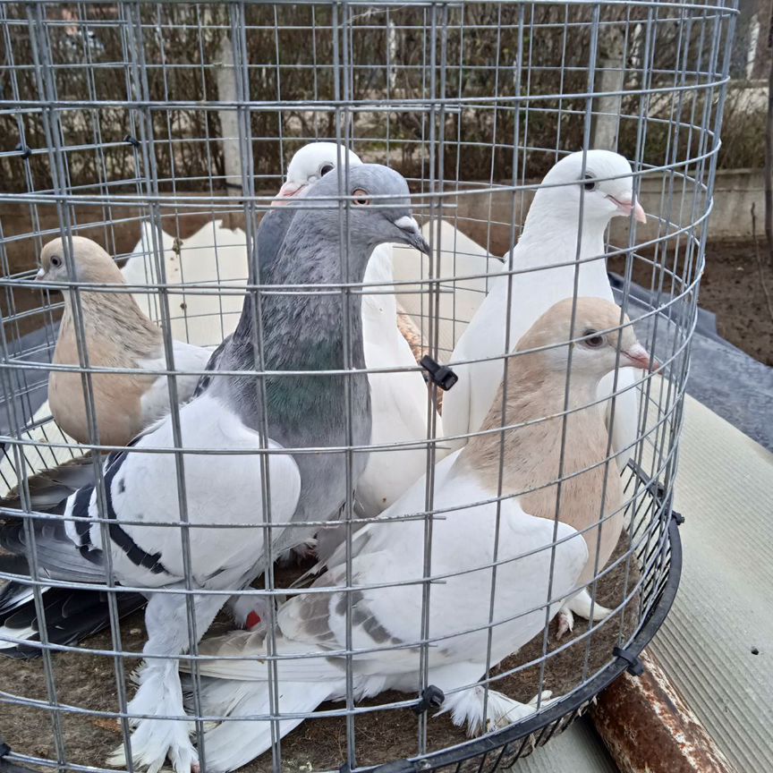 Голуби Турецкая Такла