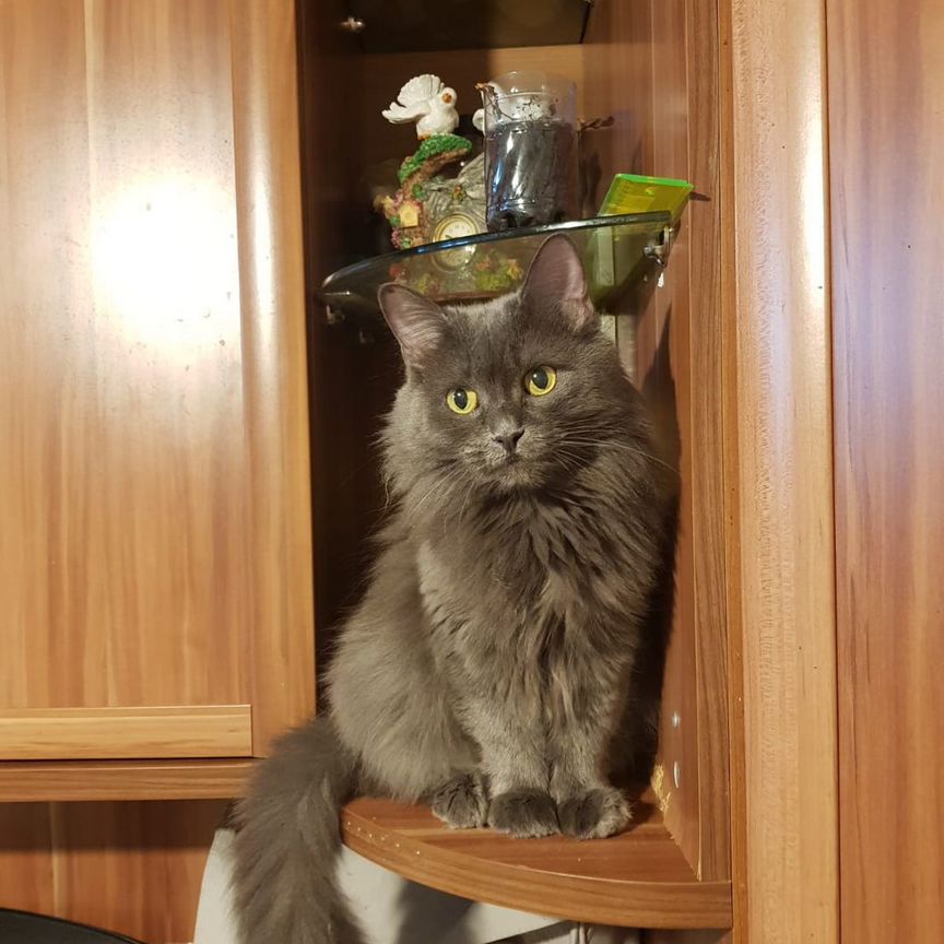 Маруся, ищет хороших родителей