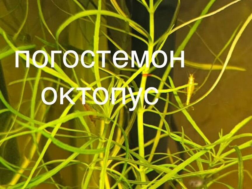 Отдам излишки аквариумных растений