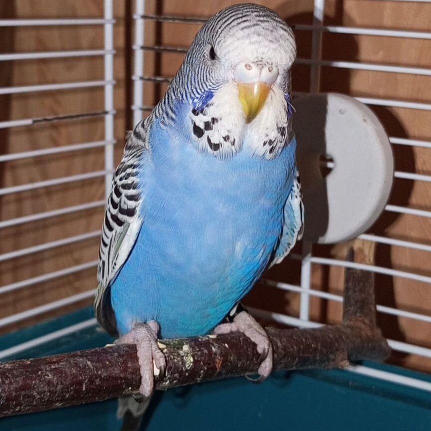 Волнистый попугай птенец ручная