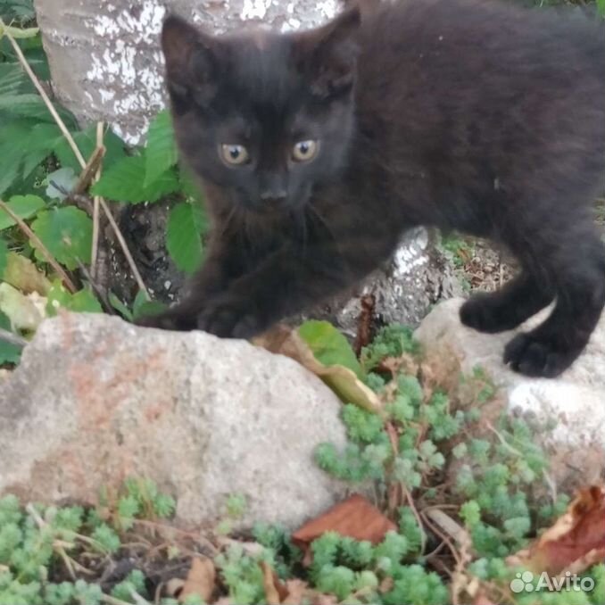 Котенок, возраст 1 месяц, в хорошие руки