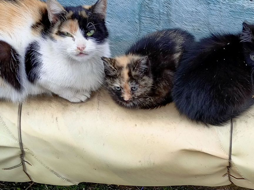 Котята в добрые руки бесплатно