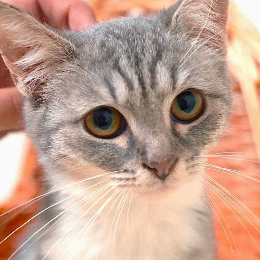 Замурчательный Боря ищет дом