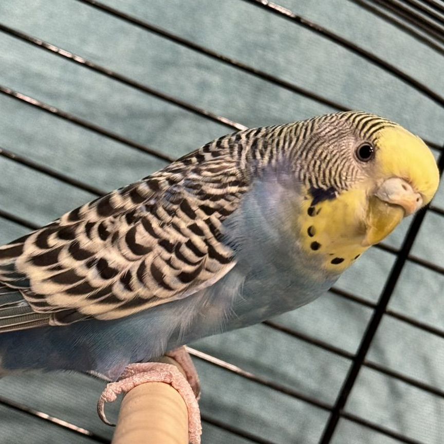 Волнистый попугай