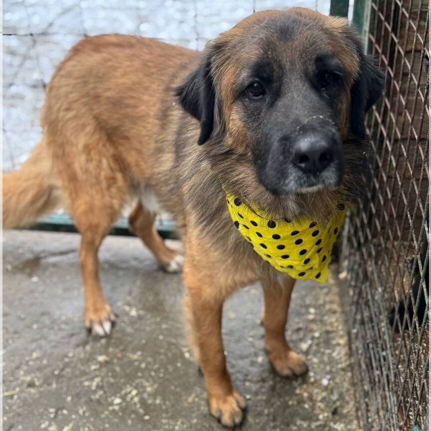 Взрослый пёс в добрые руки