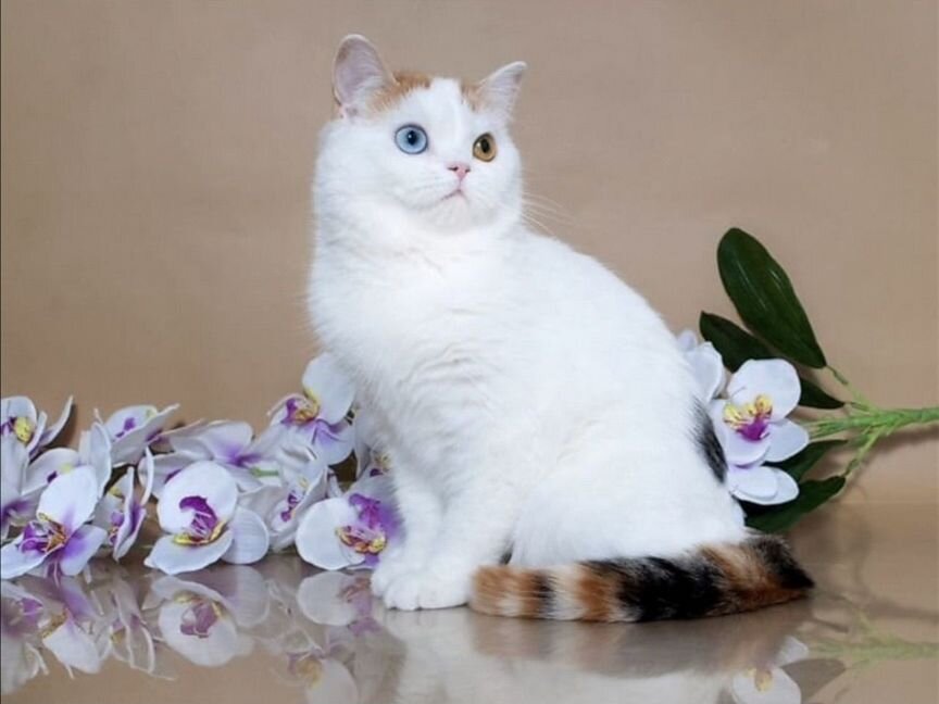 Шотландская кошка