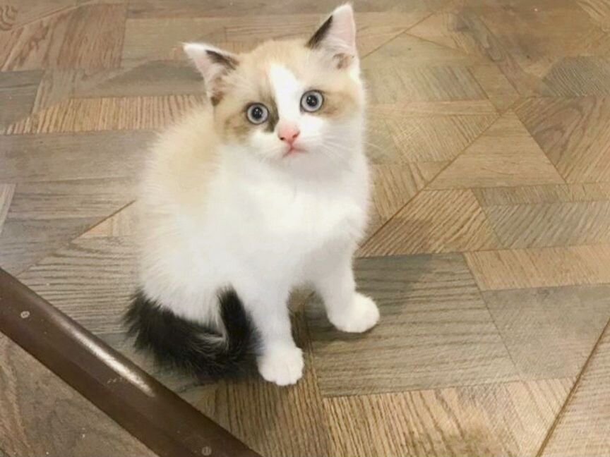 Сиамский котенок в добрые руки бесплатно