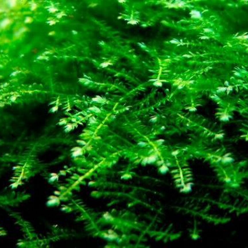 Мох рождественский