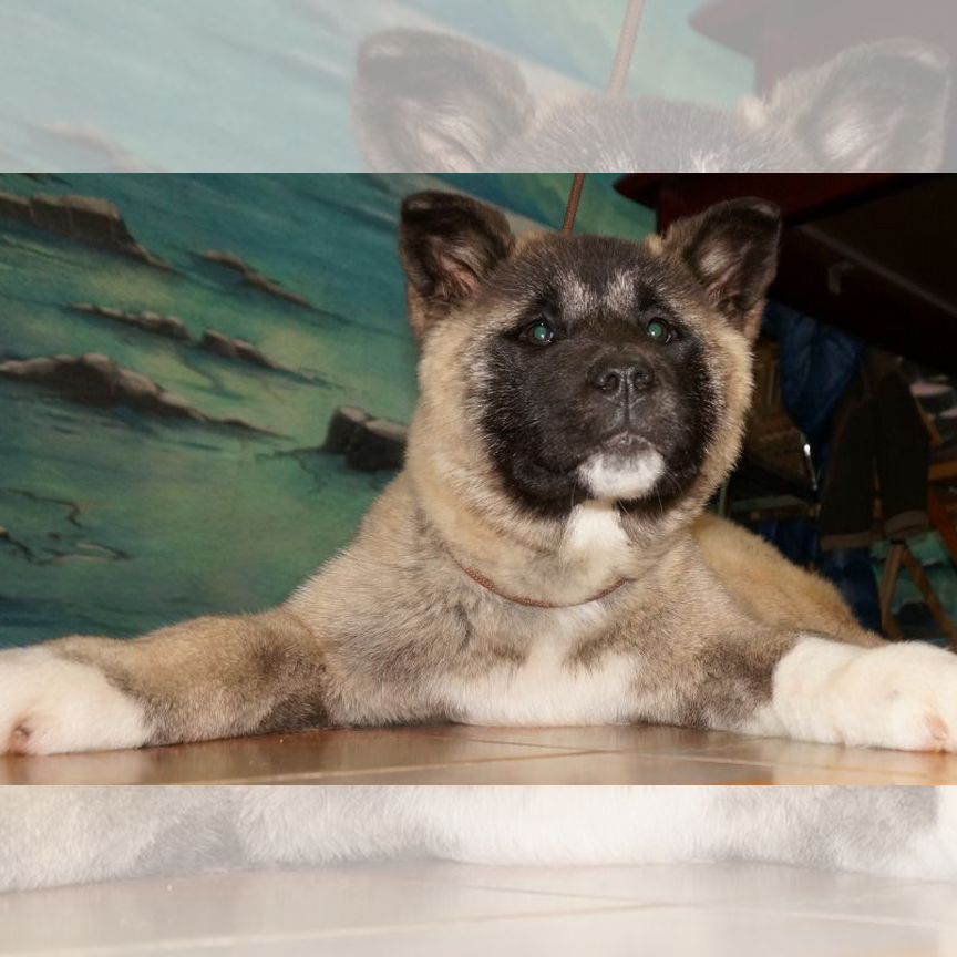 Американская акита девочка