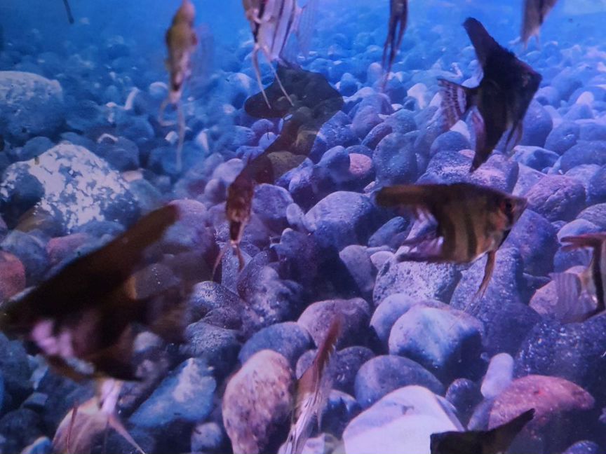 Подростки Скалярии