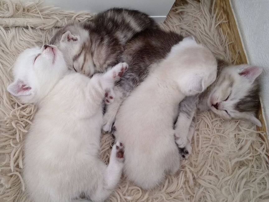Продам котят