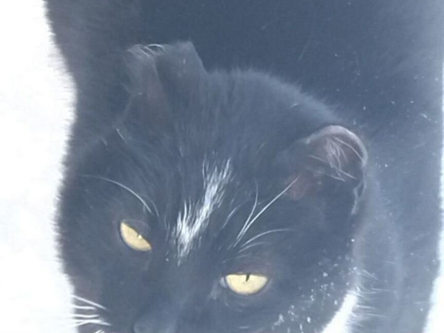 Одинокое сердце