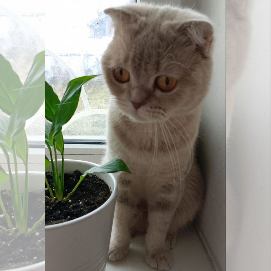 Шотландская вислоухая короткошёрстная кошка, взрослая