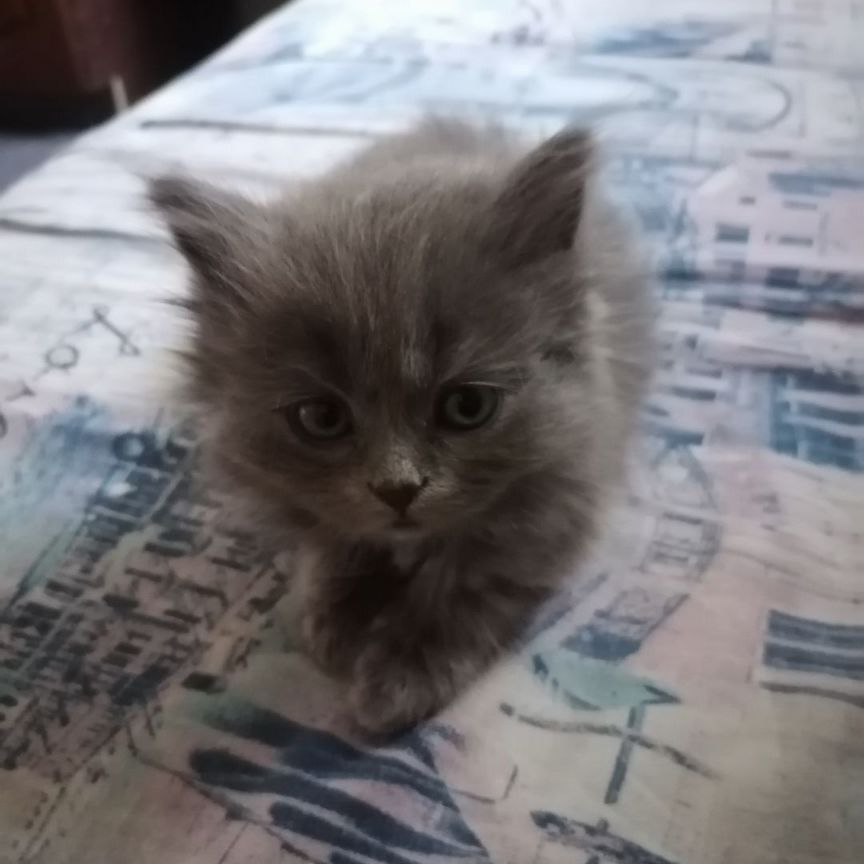 Британский котенок