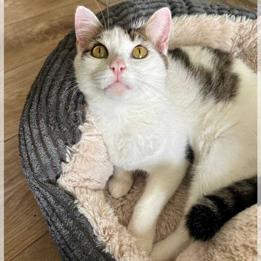 Взрослый кот в добрые руки