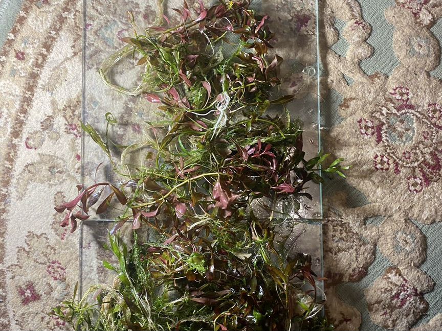 Прополка аквариума