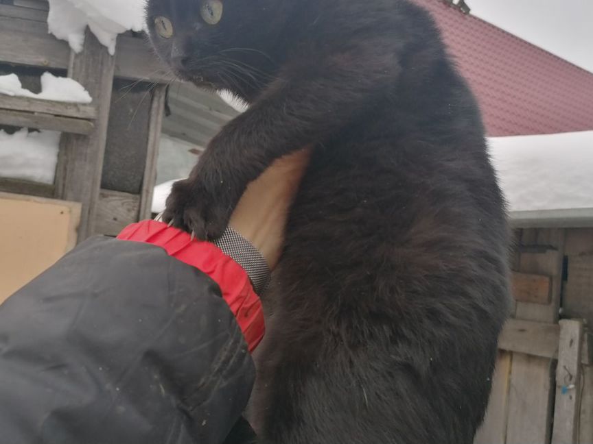 Котенок мальчик 4 месяца