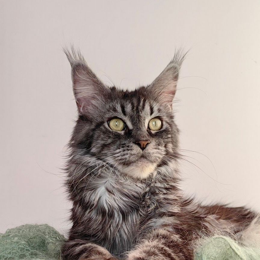 Кошка Мейн-кун