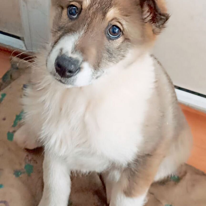 Отдам щенка Девочка