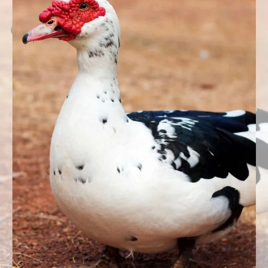 Мускусные утки