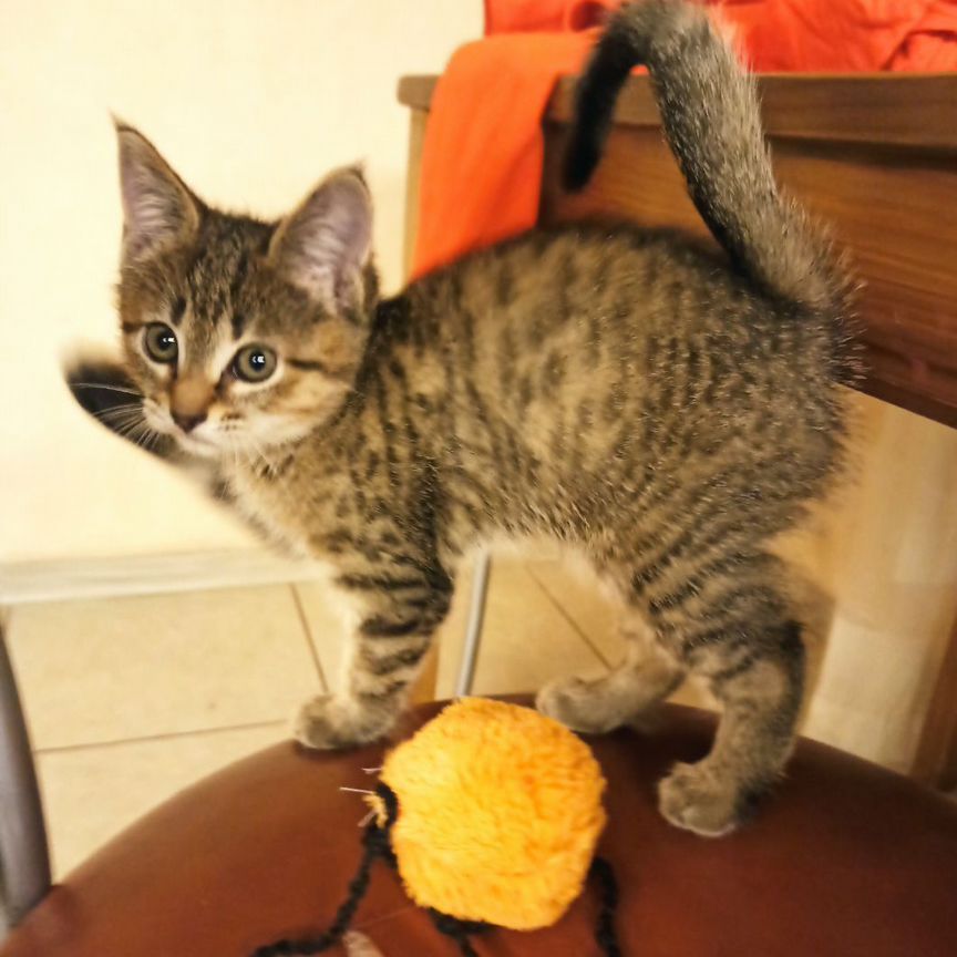 Кошечка котенок 2 месяца бесплатно