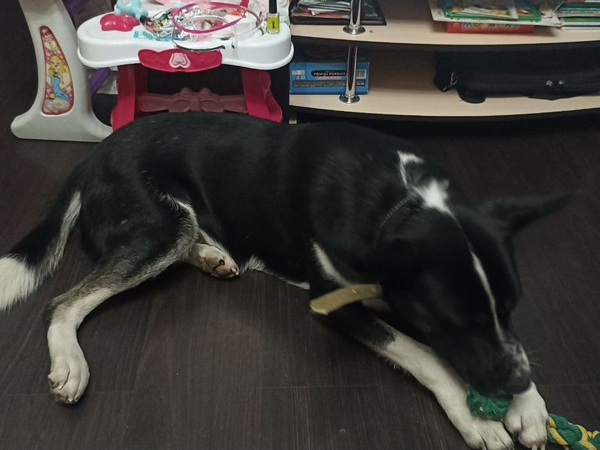 Собака в добрые руки