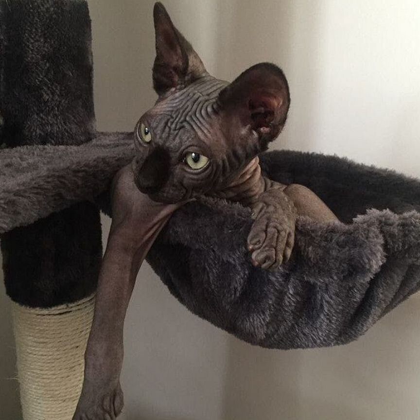 Канадский сфинкс котёнок