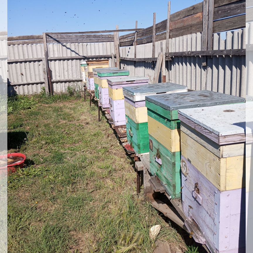 Продам пасеку