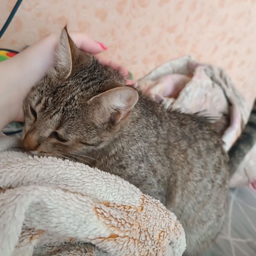 Кошка