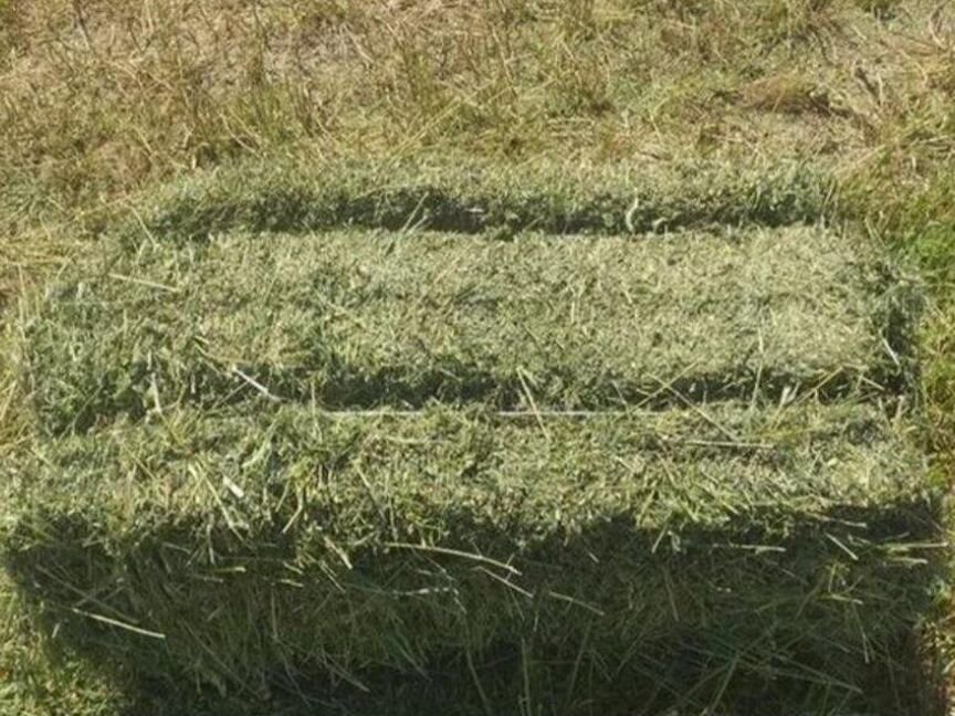 Сено луговое в тюках с доставкой 2024