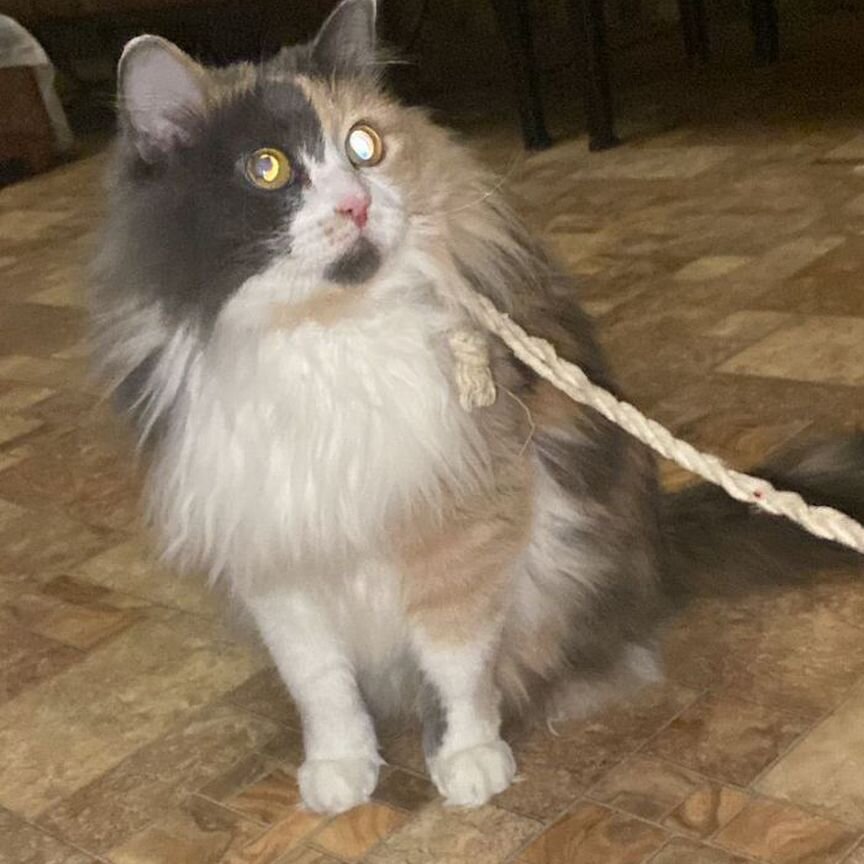 Взрослая, кошка в добрые руки