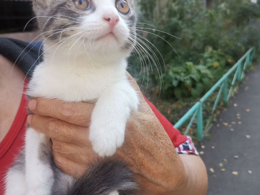 Кошка