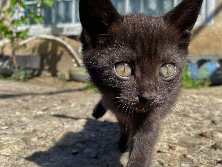 Отдам в добрые руки двух девочек котят