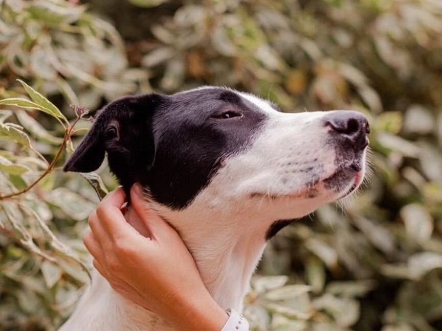 Рэм в самые добрые руки