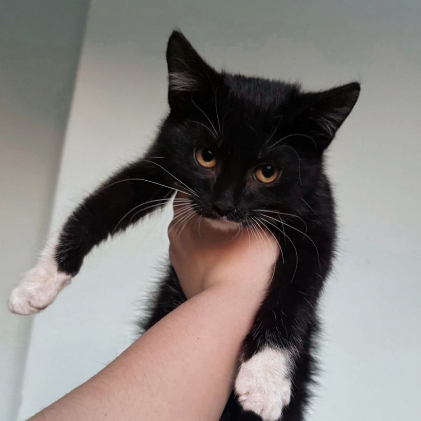 Котенок мальчик 2 с половиной месяца