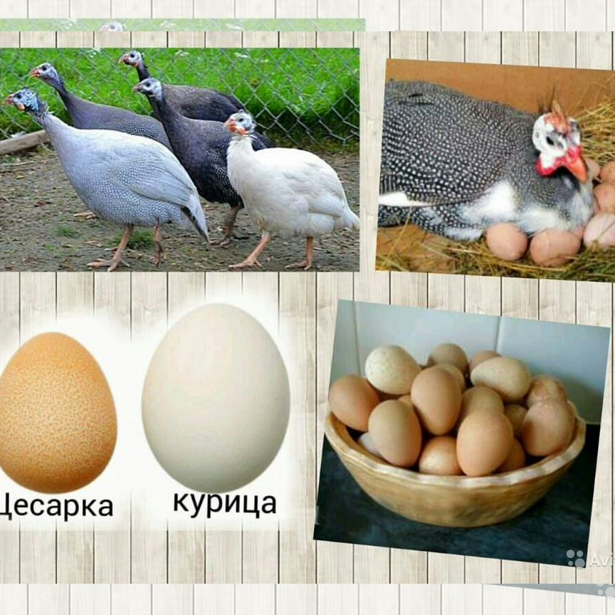 Инкубационное яйцо, каждую неделю