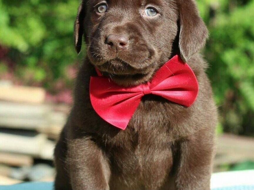 Малыши лабрадора