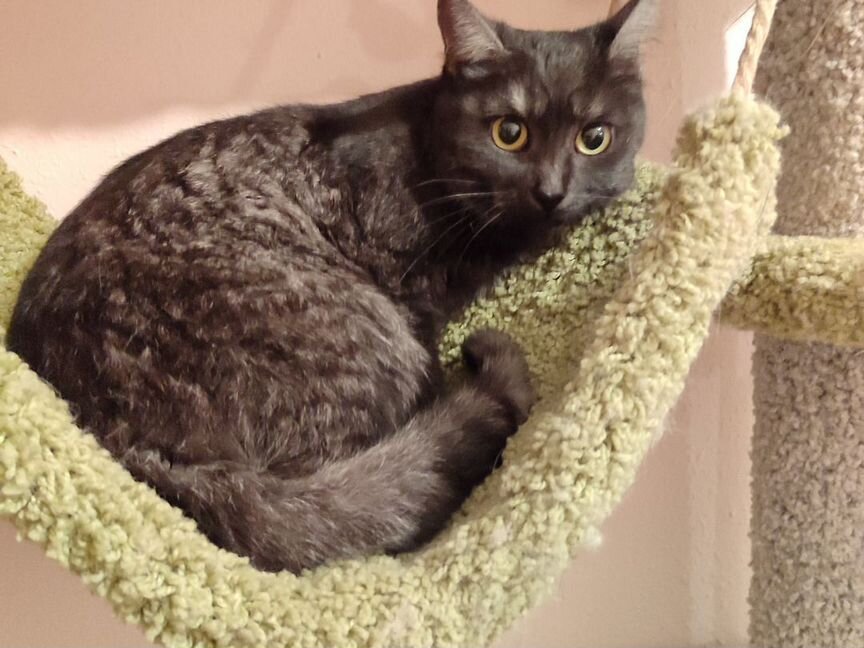 Киса осталась без хозяйки