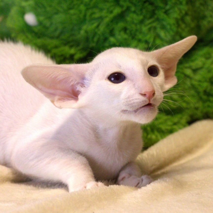 Снежок и снежинка