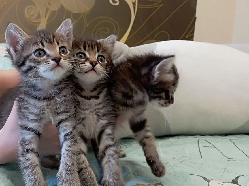 Кошки