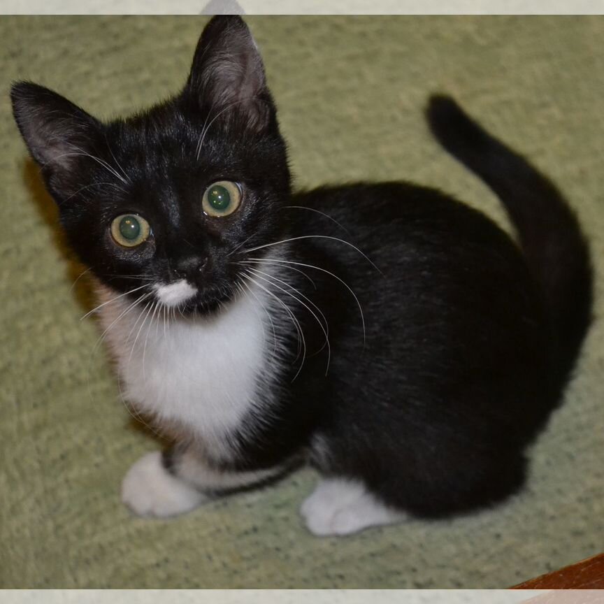 Котёнок в добрые руки