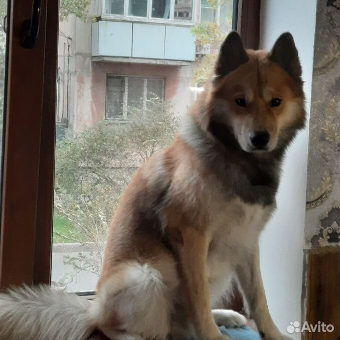 Случка собак Амурская Лайка