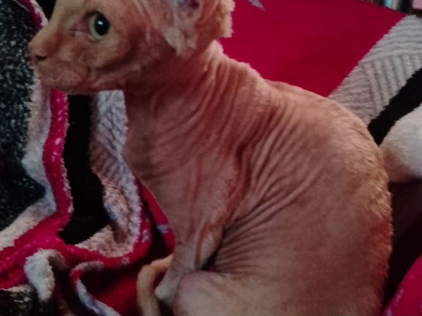 Кошки породистые бесплатно