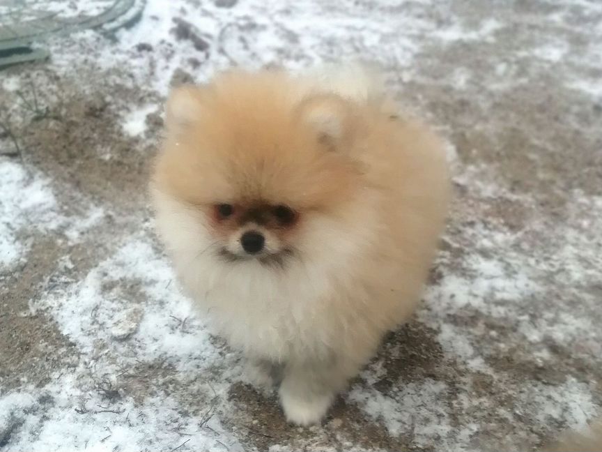 Померанский шпиц
