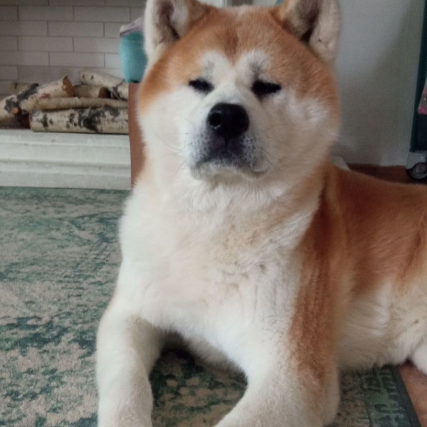 Собака акита Ину
