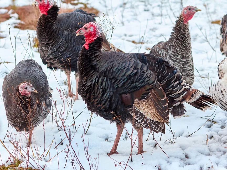 Индюки домашние