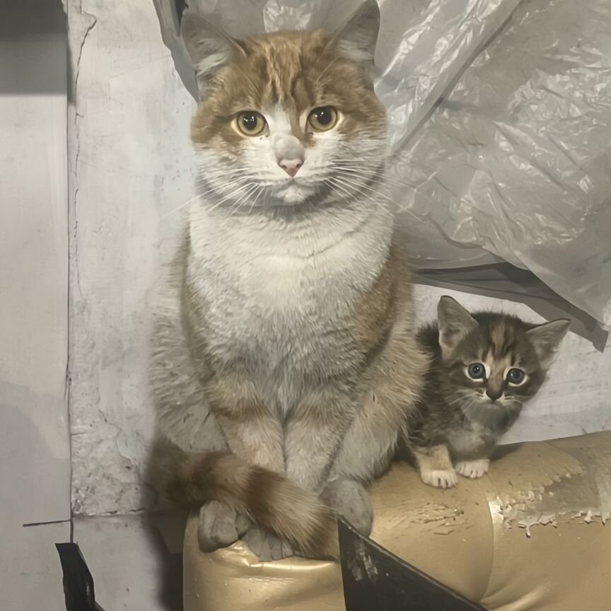 Котёнок в добрые руки