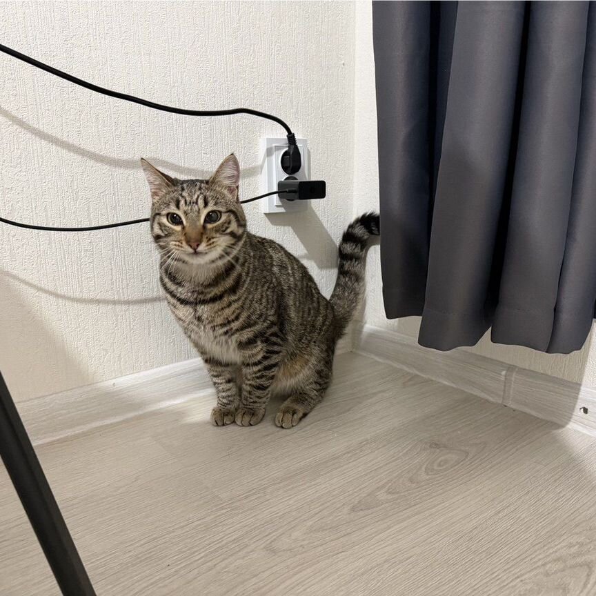 Взрослый кот в добрые руки