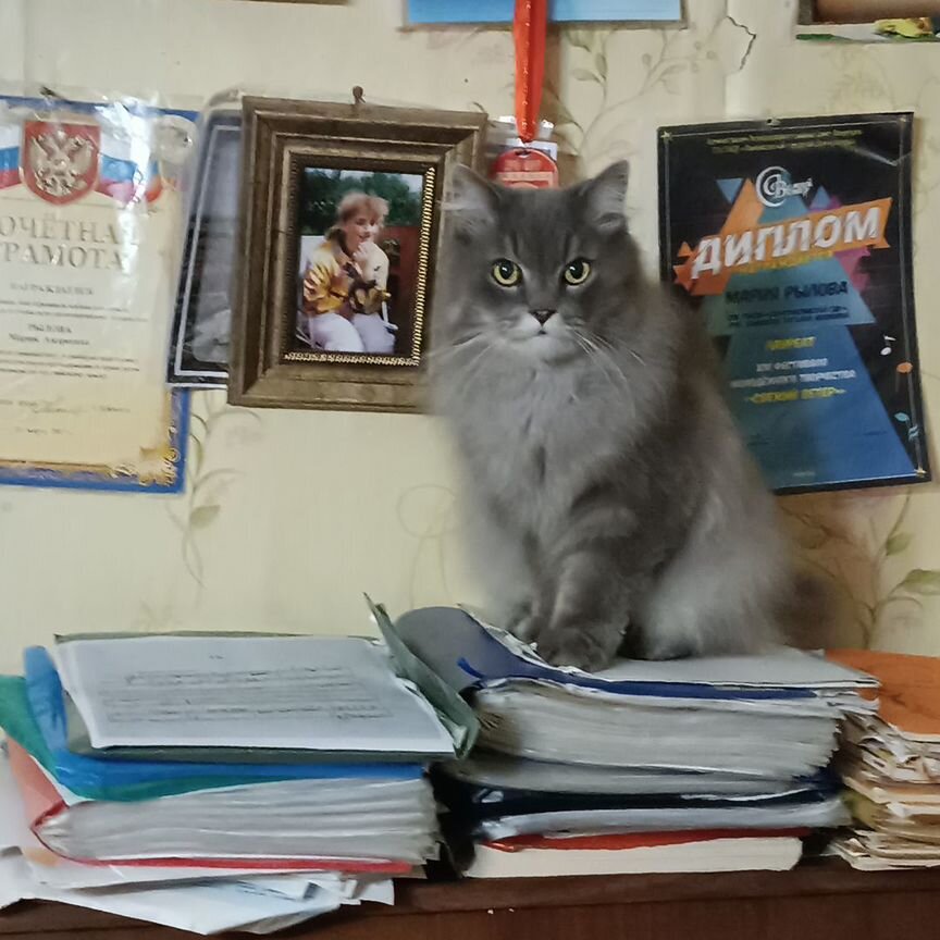 Отдам кота в добрые руки