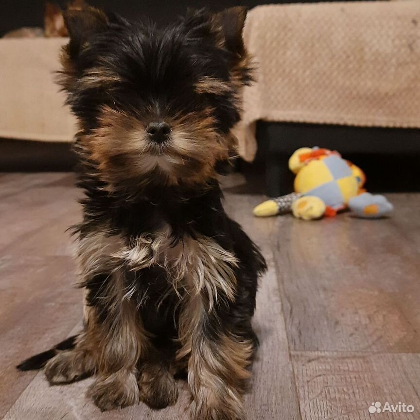 Йоркширский терьер щенки